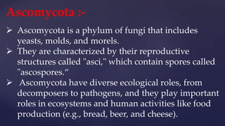 ASCOMYCOTA.pptx 2nd semester botany honours | PPTX | Reproductive ...