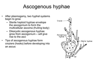 Ascomycota fungi kingdom jssjks bbjs kjbb.ppt