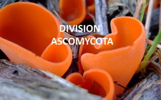 ASCOMYCOTA (Generalidades, características).pdf