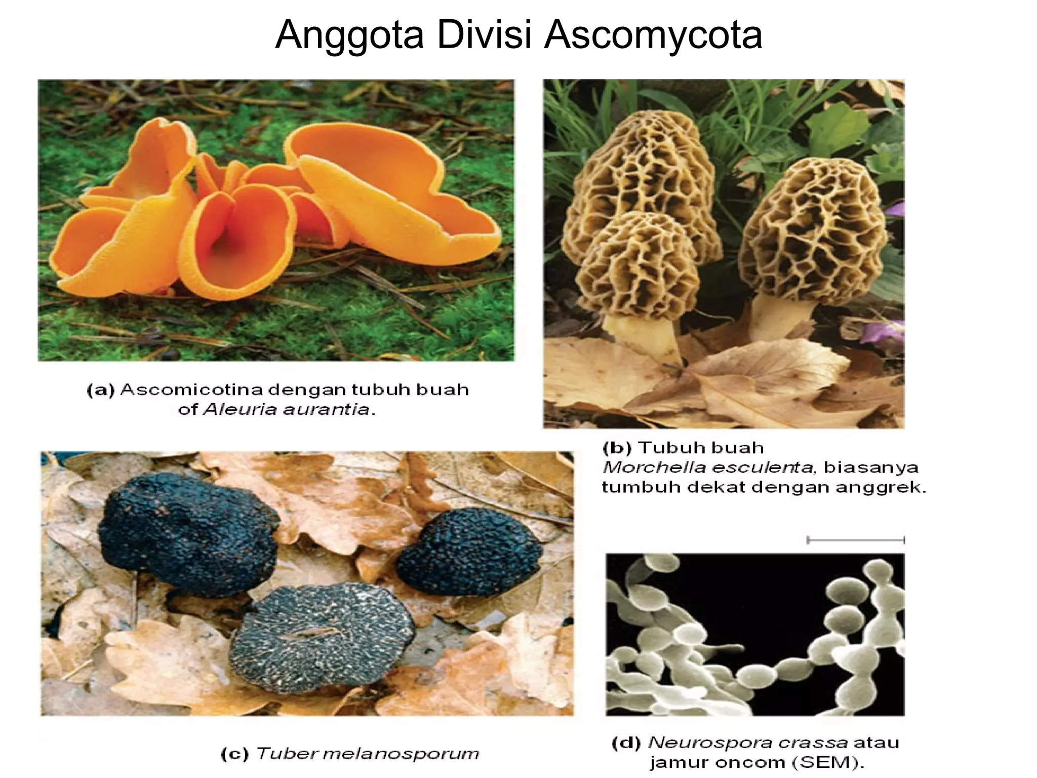 BIOLOGI X SMA - Ascomycota dan basidiomycota | PPT