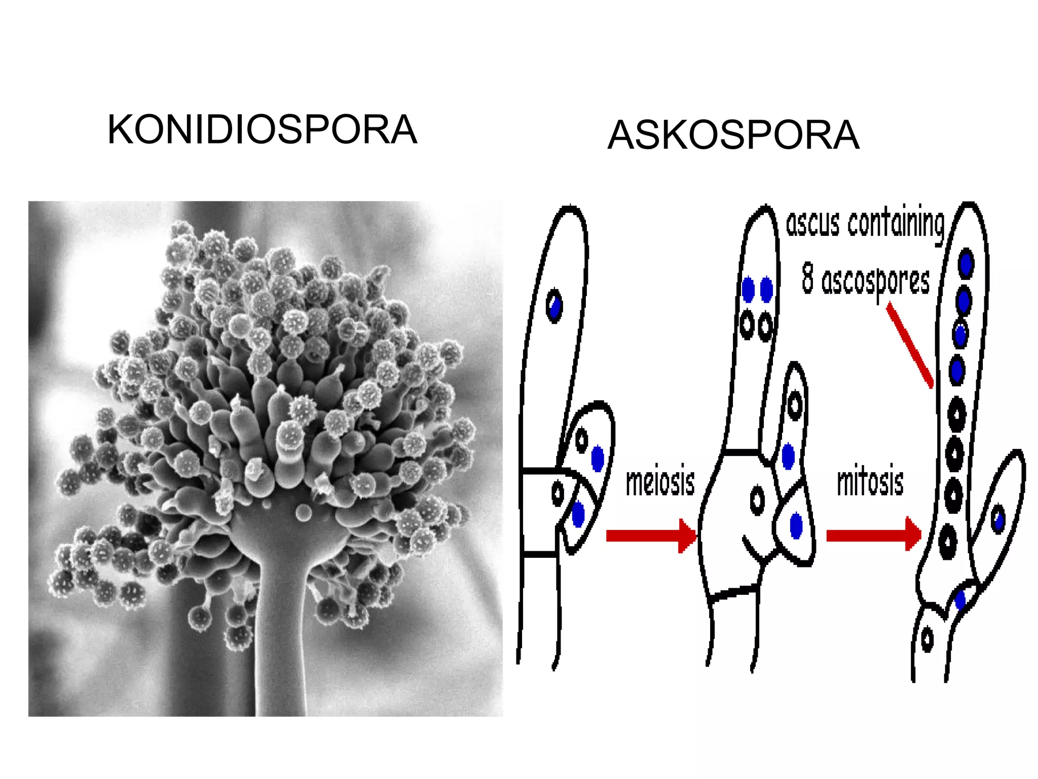 BIOLOGI X SMA - Ascomycota dan basidiomycota | PPT