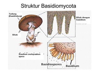 BIOLOGI X SMA - Ascomycota dan basidiomycota | PPT