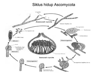 BIOLOGI X SMA - Ascomycota dan basidiomycota | PPT