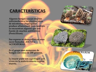 Ascomycota – los ascomicetes | PDF