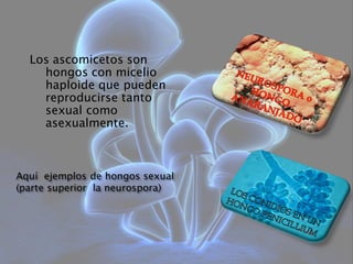 Ascomycota – los ascomicetes | PDF