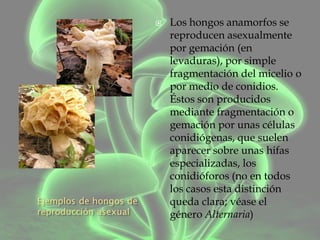 Ascomycota – los ascomicetes | PDF