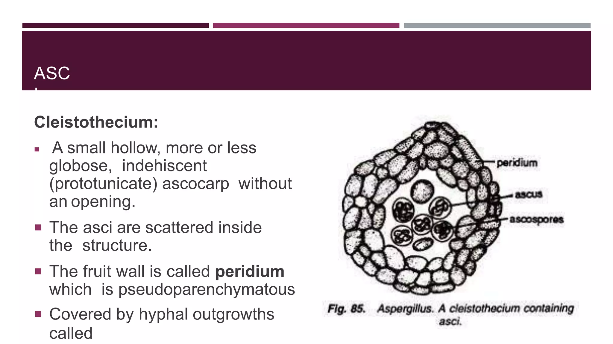 Ascomycota salient features | PPTX | Infertility | Reproductive Health
