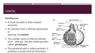 Ascomycota salient features | PPTX