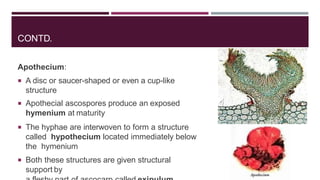 Ascomycota salient features | PPTX
