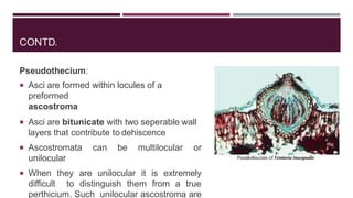 Ascomycota salient features | PPTX