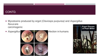 Ascomycota salient features | PPTX