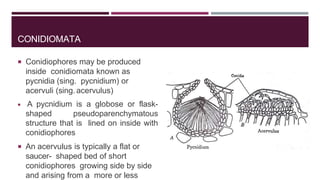 Ascomycota salient features | PPTX
