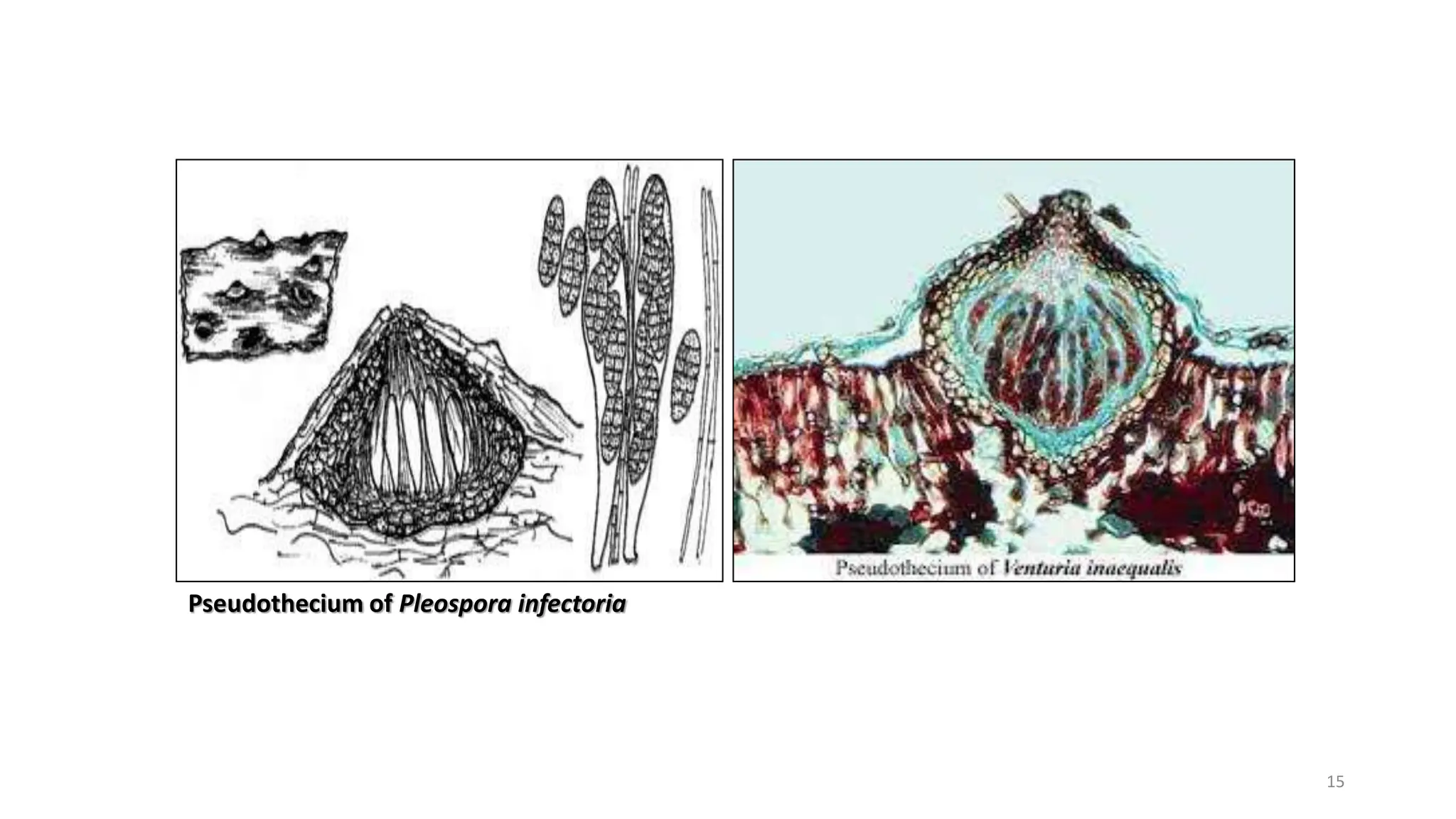 ASCOMYCOTA SLIDE.pptx fungi university of the punjab | PPTX