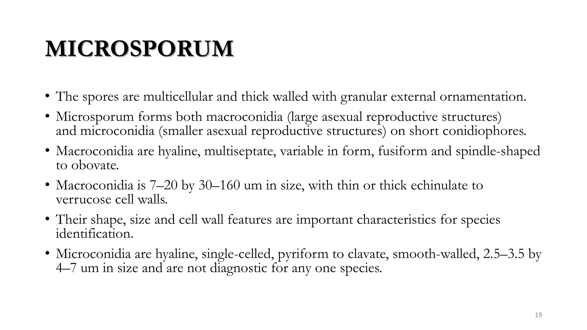 ASCOMYCOTA SLIDE.pptx fungi university of the punjab | PPTX