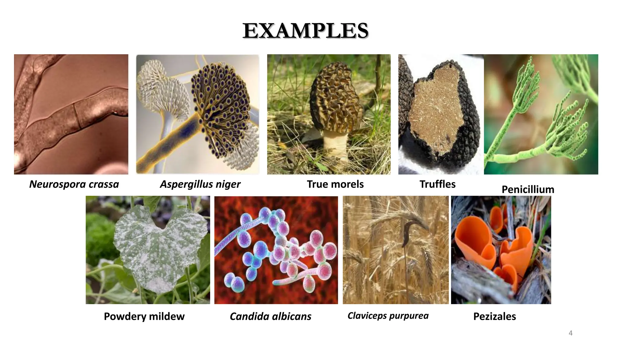 ASCOMYCOTA SLIDE.pptx fungi university of the punjab | PPTX