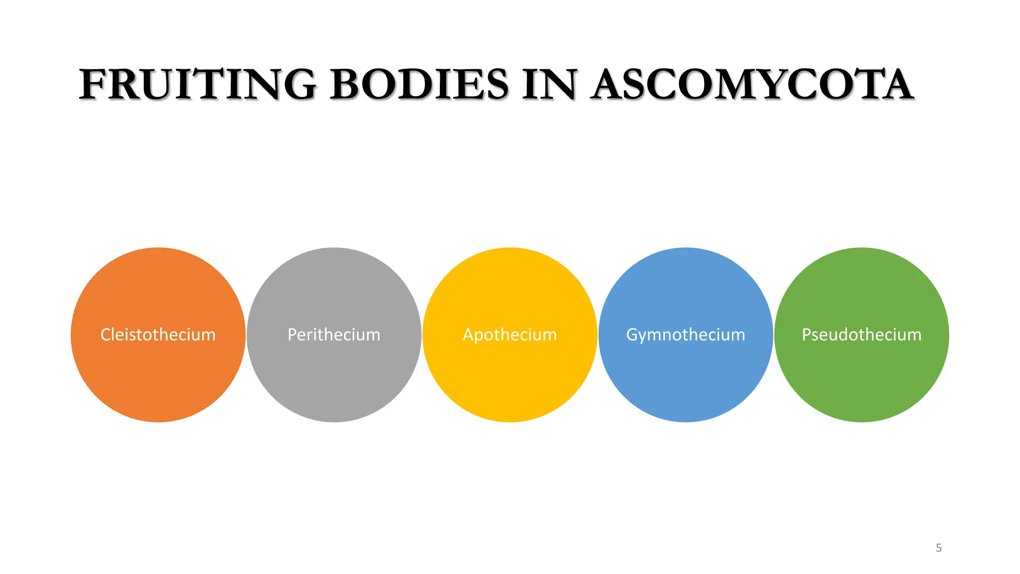 ASCOMYCOTA SLIDE.pptx fungi university of the punjab | PPTX