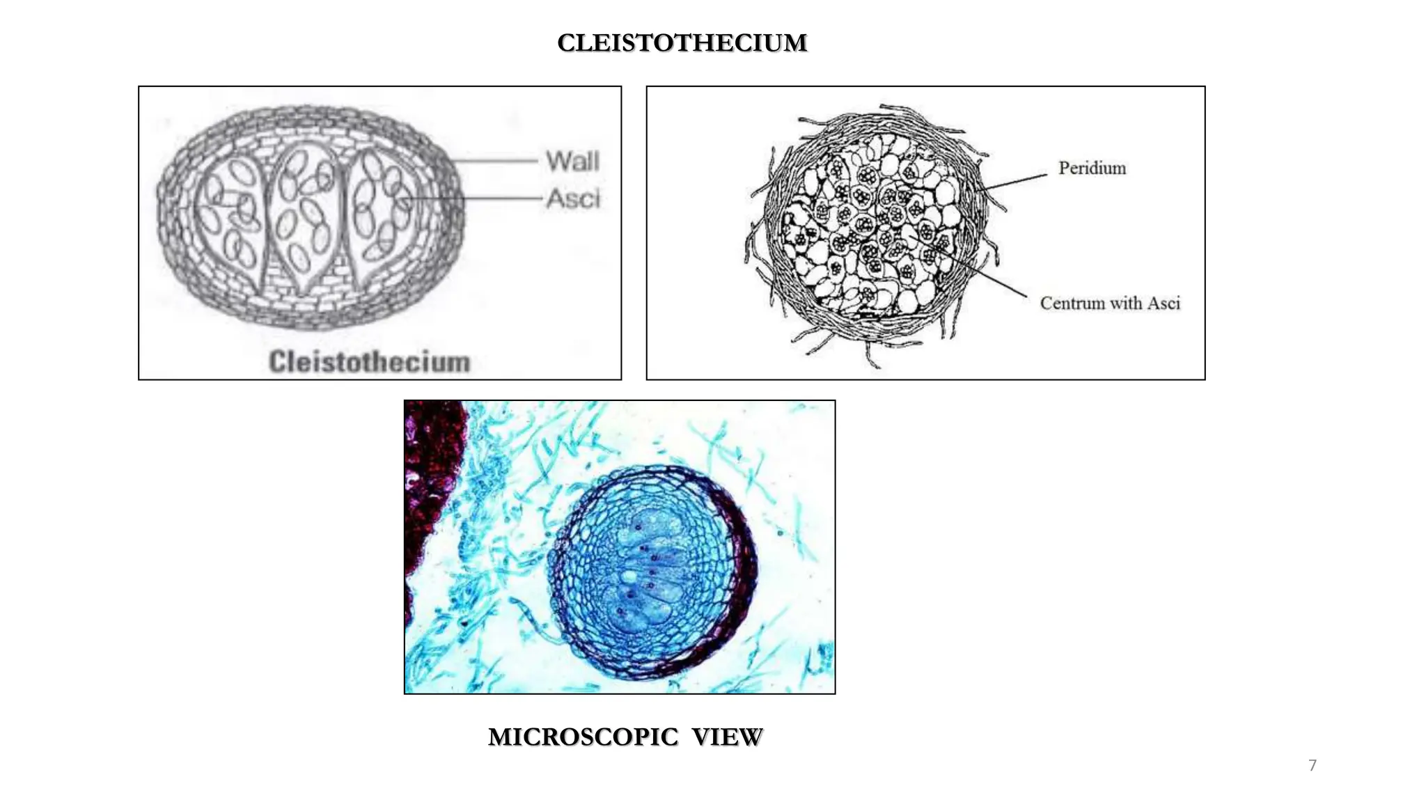 ASCOMYCOTA SLIDE.pptx fungi university of the punjab | PPTX