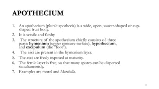 ASCOMYCOTA SLIDE.pptx fungi university of the punjab | PPTX