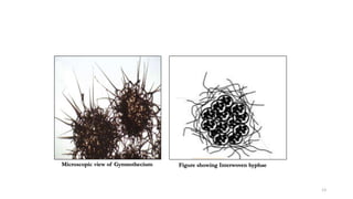 ASCOMYCOTA SLIDE.pptx fungi university of the punjab | PPTX