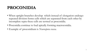 ASCOMYCOTA SLIDE.pptx fungi university of the punjab | PPTX