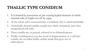 ASCOMYCOTA SLIDE.pptx fungi university of the punjab | PPTX