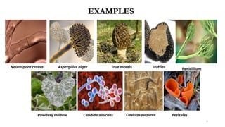 ASCOMYCOTA SLIDE.pptx fungi university of the punjab | PPTX