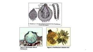 ASCOMYCOTA SLIDE.pptx fungi university of the punjab | PPTX
