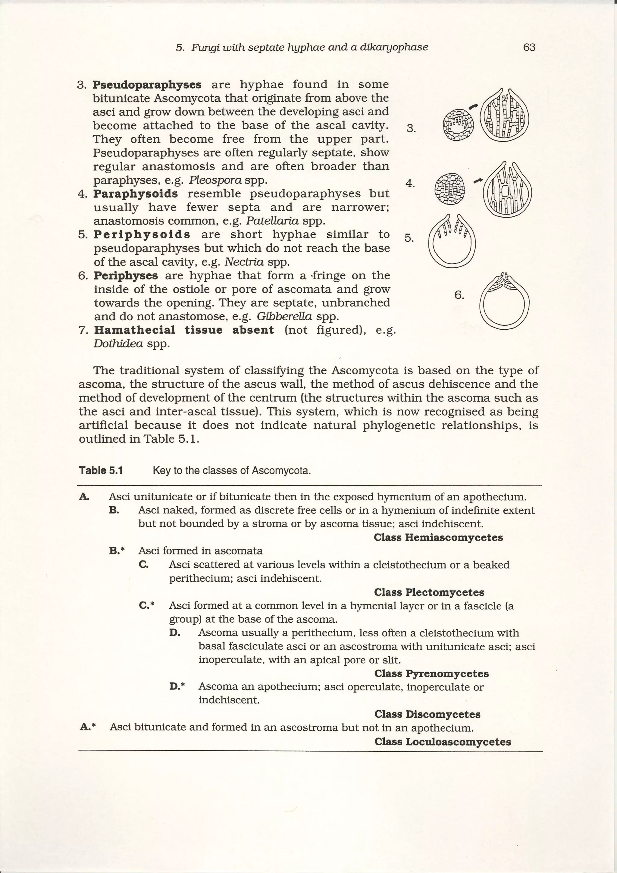 Ascomycota y basidiomycota | PDF
