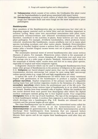 Ascomycota y basidiomycota | PDF