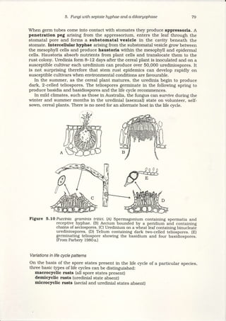 Ascomycota y basidiomycota | PDF