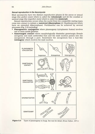 Ascomycota y basidiomycota | PDF