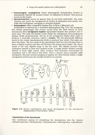 Ascomycota y basidiomycota | PDF