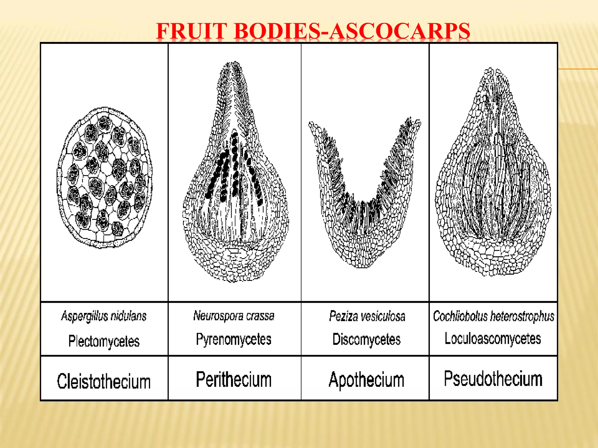 Ascomycotina - Ecology and Life Cycle | PDF