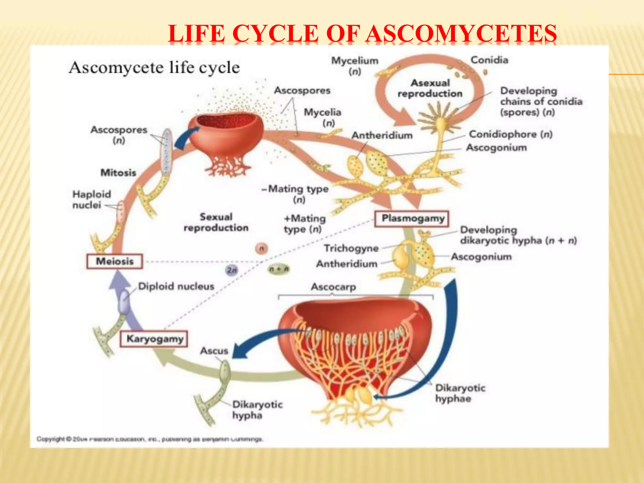 Ascomycotina - Ecology and Life Cycle | PDF