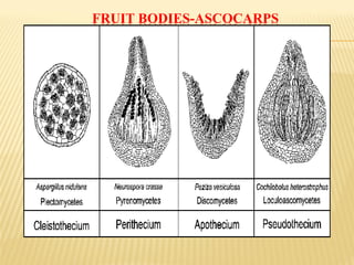 Ascomycotina - Ecology and Life Cycle | PDF