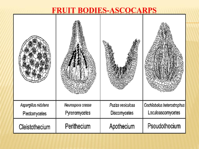 Ascomycotina - Ecology and Life Cycle | PDF