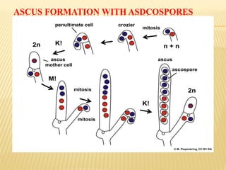 Ascomycotina - Ecology and Life Cycle | PDF