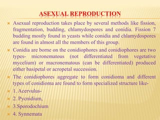 Ascomycotina - Ecology and Life Cycle | PDF