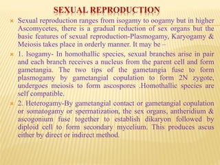 Ascomycotina converted | PPT