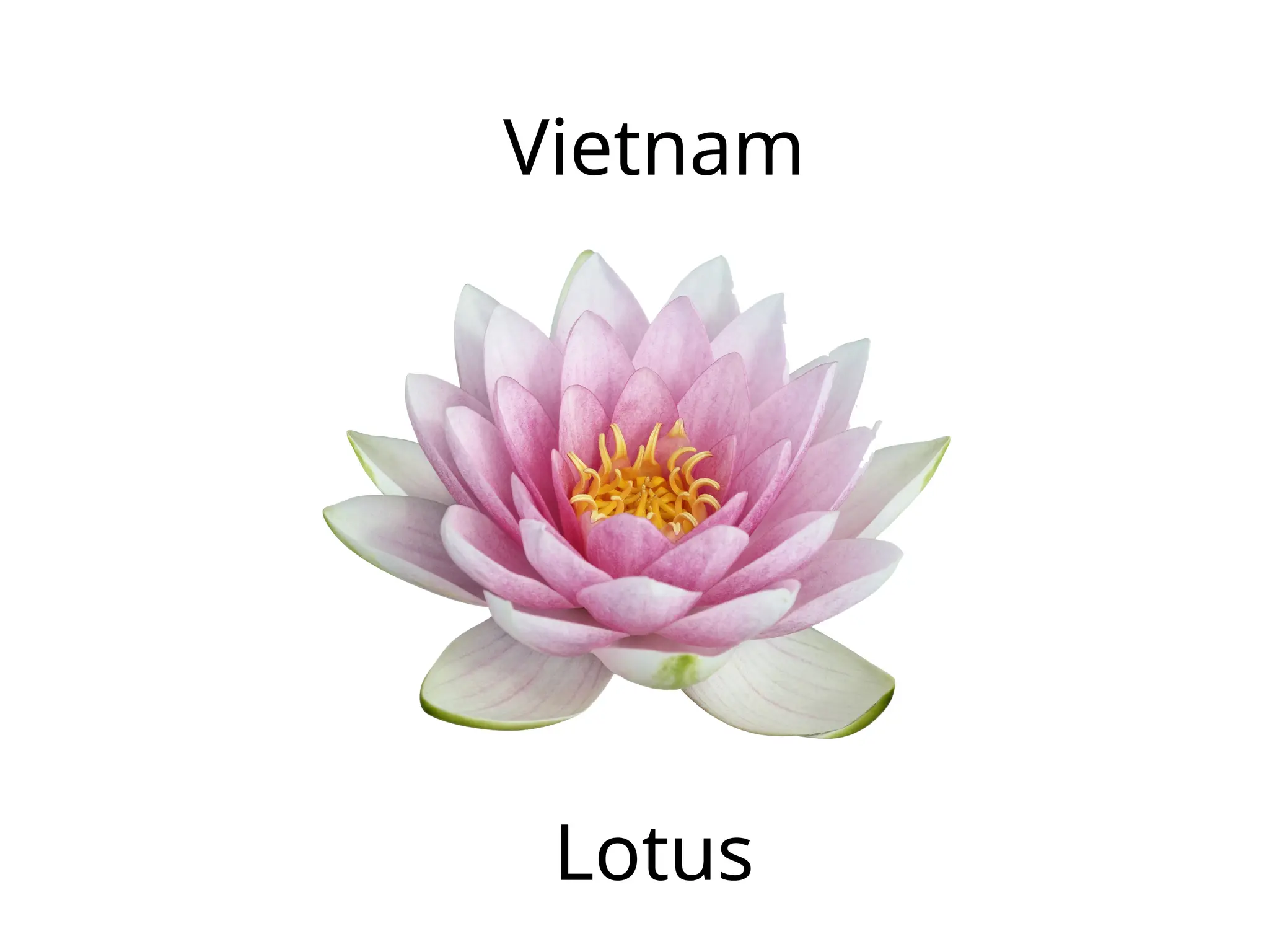 ASEAN countries and their picturesFlowers.pptx