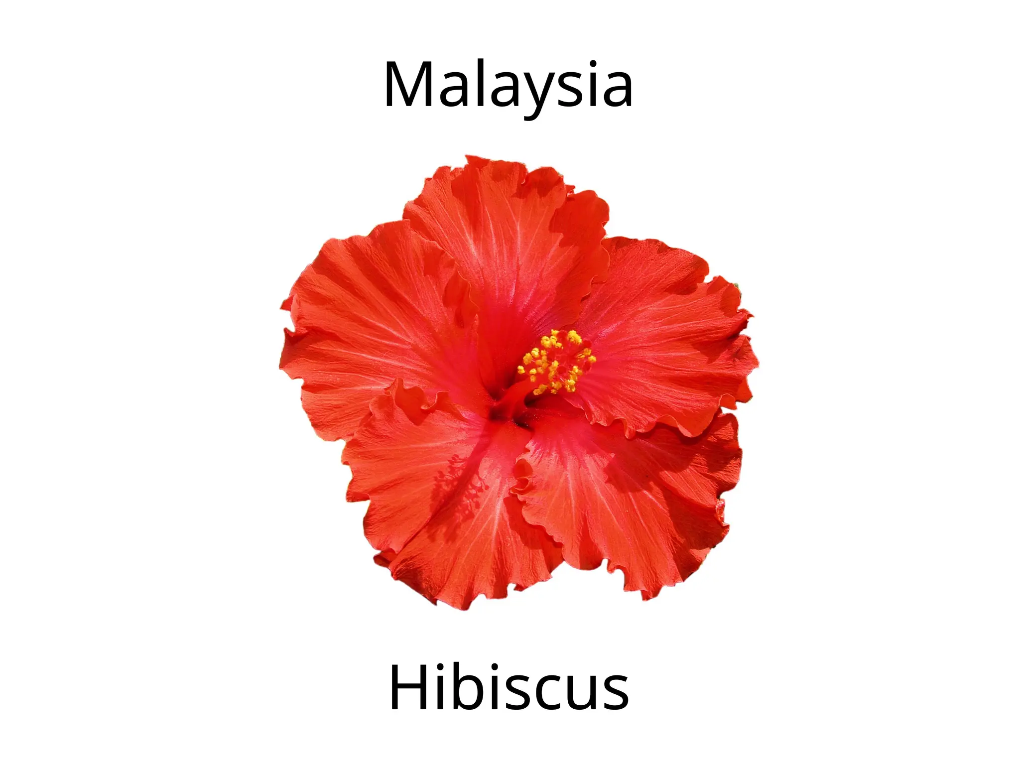 ASEAN countries and their picturesFlowers.pptx