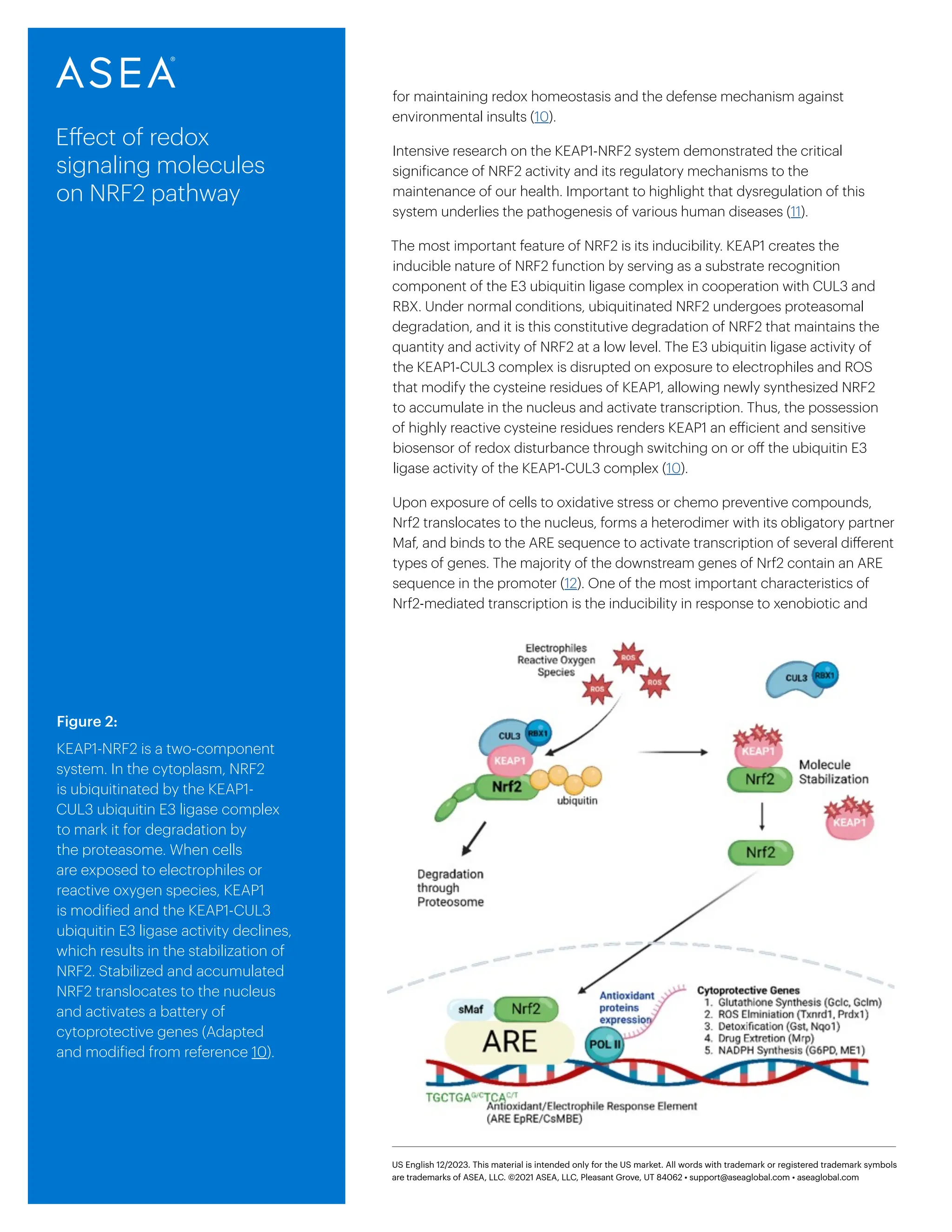 ASEA Nrf2 Study on Redox Cell Signaling Molecules Health Benefits | PDF