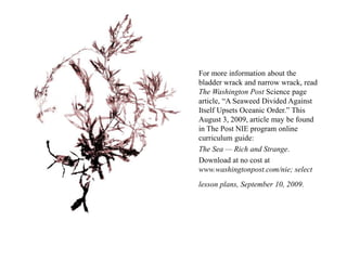 A_Seaweed_Divided_0.ppt