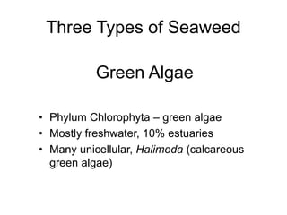 A_Seaweed_Divided_0.ppt
