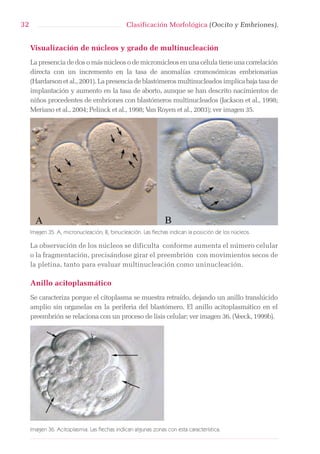 II Cuaderno de Embriología Clínica | PDF