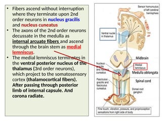 Asecending tract (Revision) by Dr.Rabia Inam Gandapore.ppt