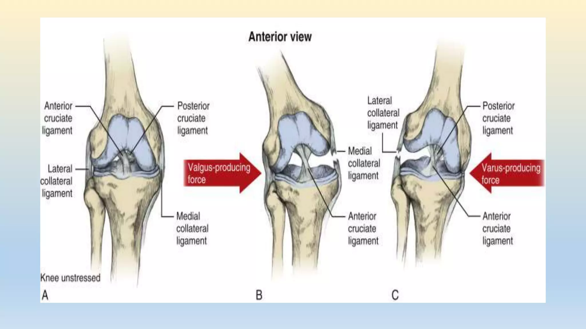 Knee joint assessment | PPTX