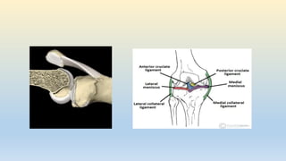 Knee joint assessment | PPTX