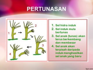Pembiakan Aseks | PPT