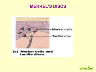 SENSORY RECEPTORS. Physiology , 1st year mbbs/bhms/etc | PDF